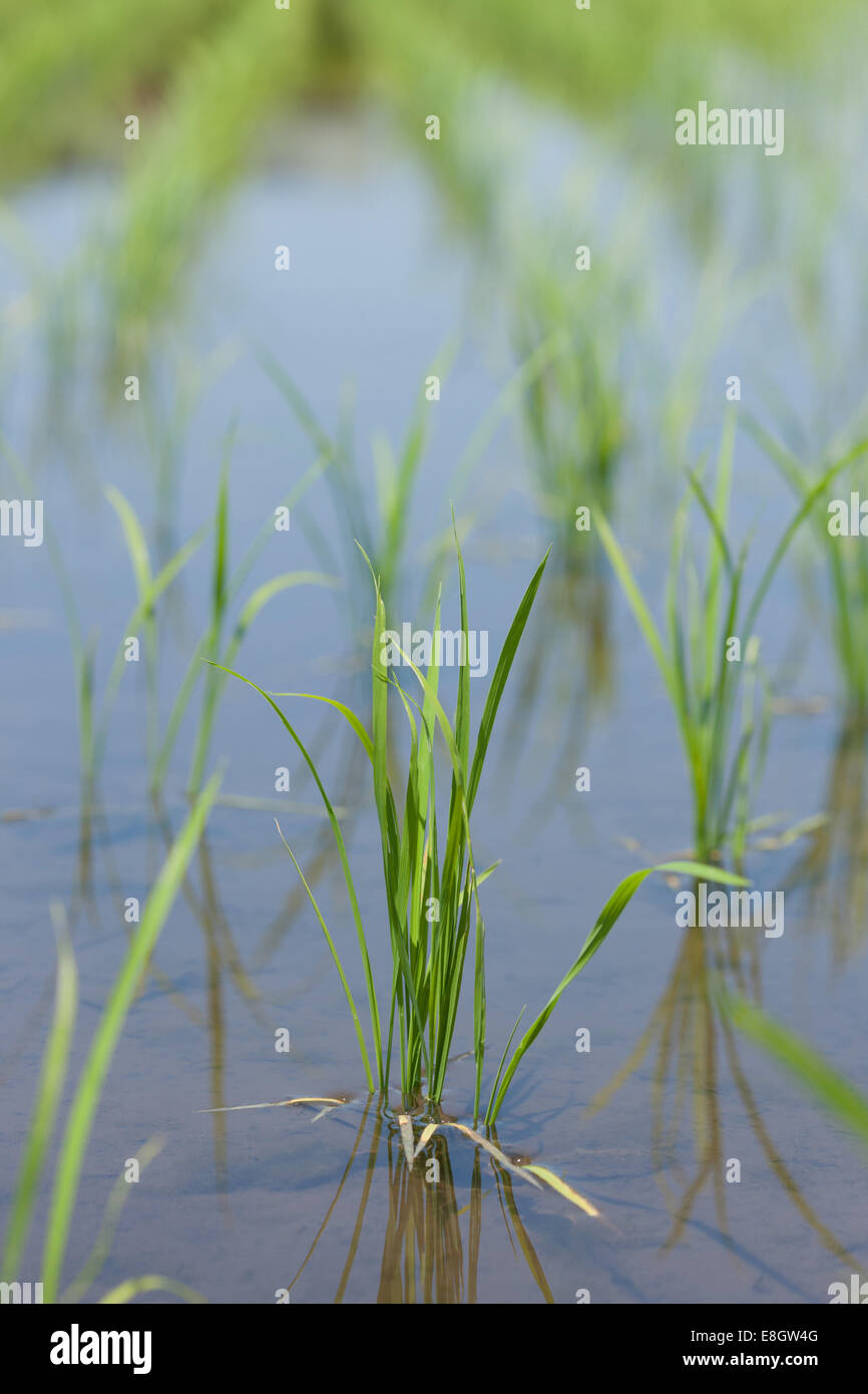 Level rice field hi-res stock photography and images - Alamy