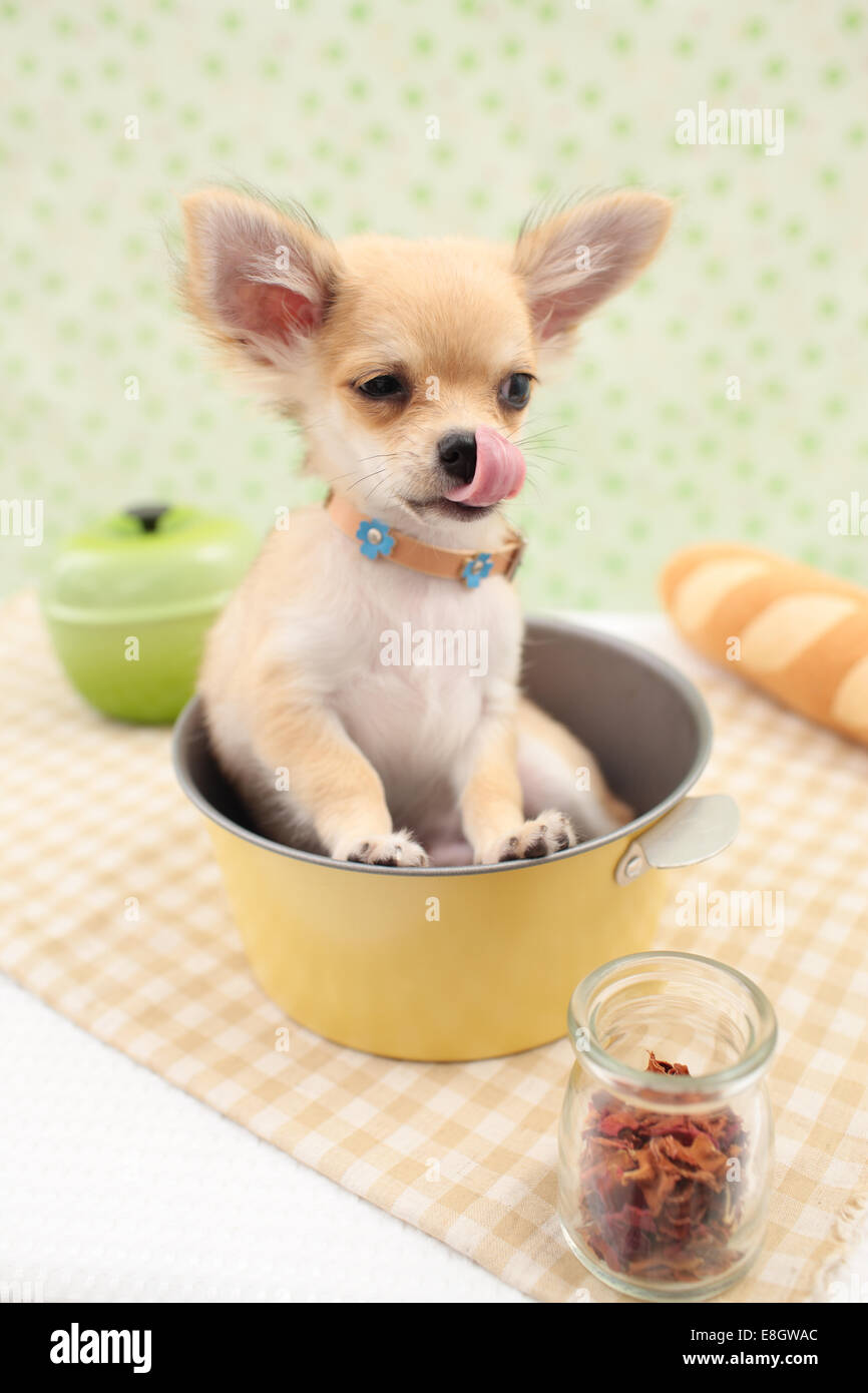 Salivating dog hi-res stock photography and images - Alamy