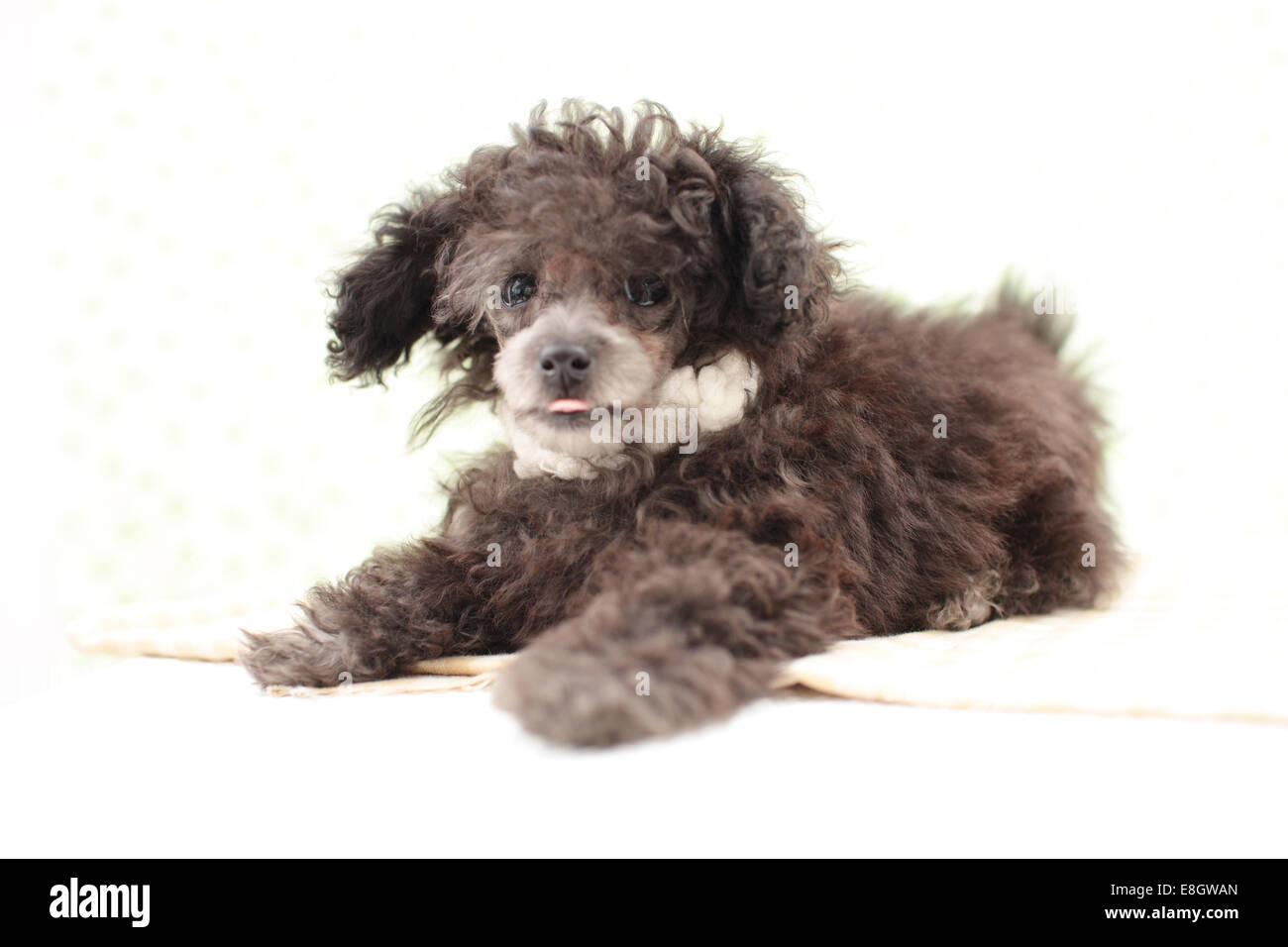 Shaggy Poodle Cut Out Stock Images & Pictures - Alamy