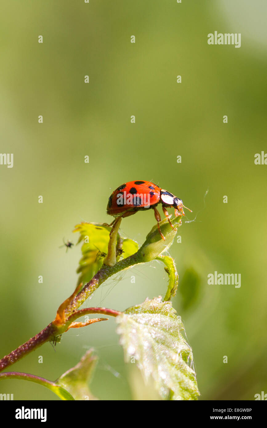 ladybird on a leaf close up Stock Photo - Alamy