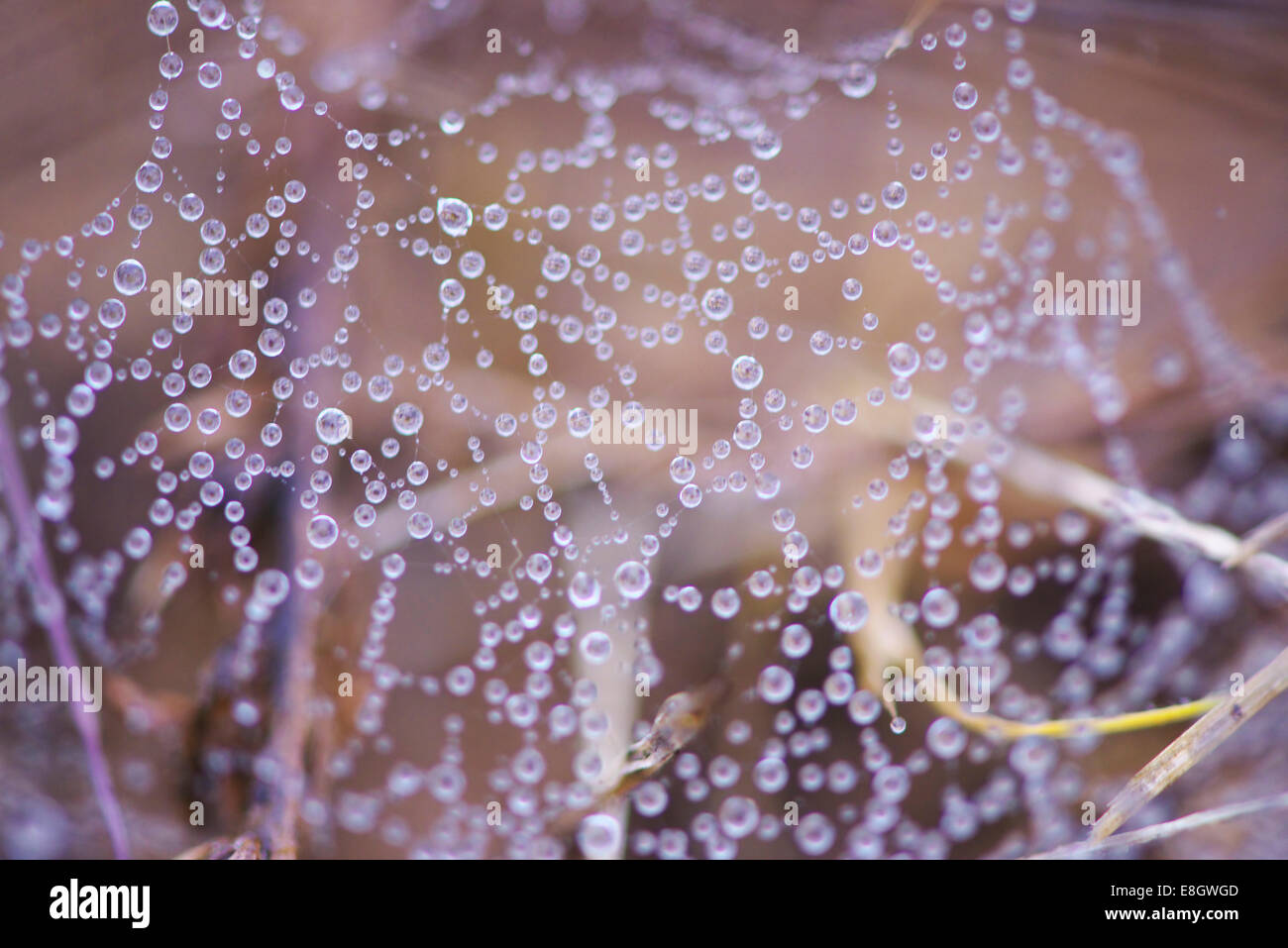 Water spider nest hi-res stock photography and images - Alamy