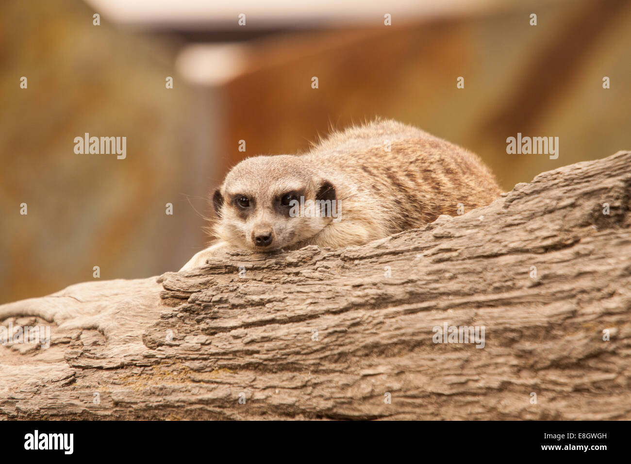 Crouched animals hi-res stock photography and images - Alamy