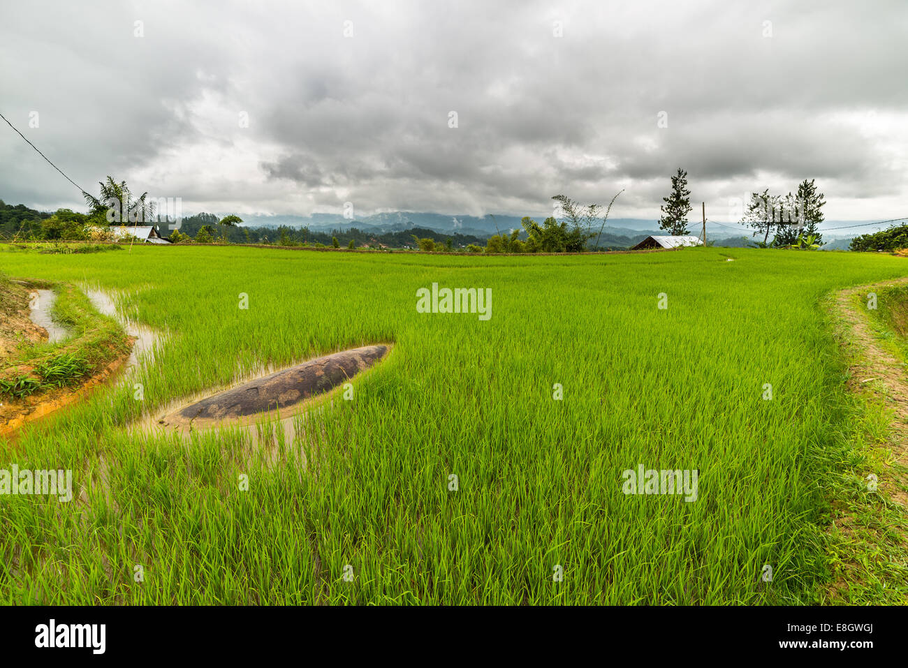 Stunning landscape and bright rice fields in the remote Mamasa region ...