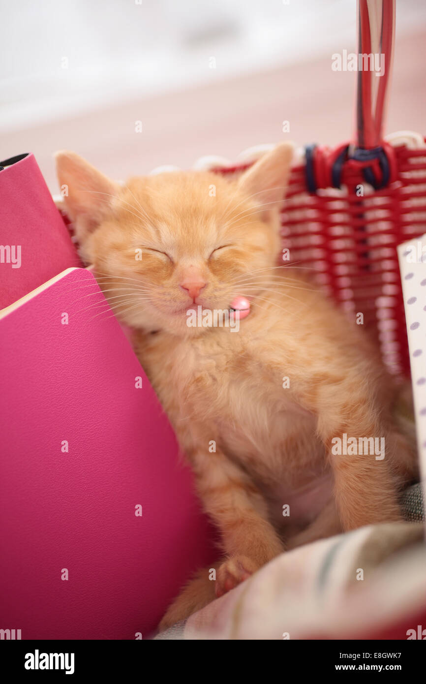 Good kitten hi-res stock photography and images - Alamy