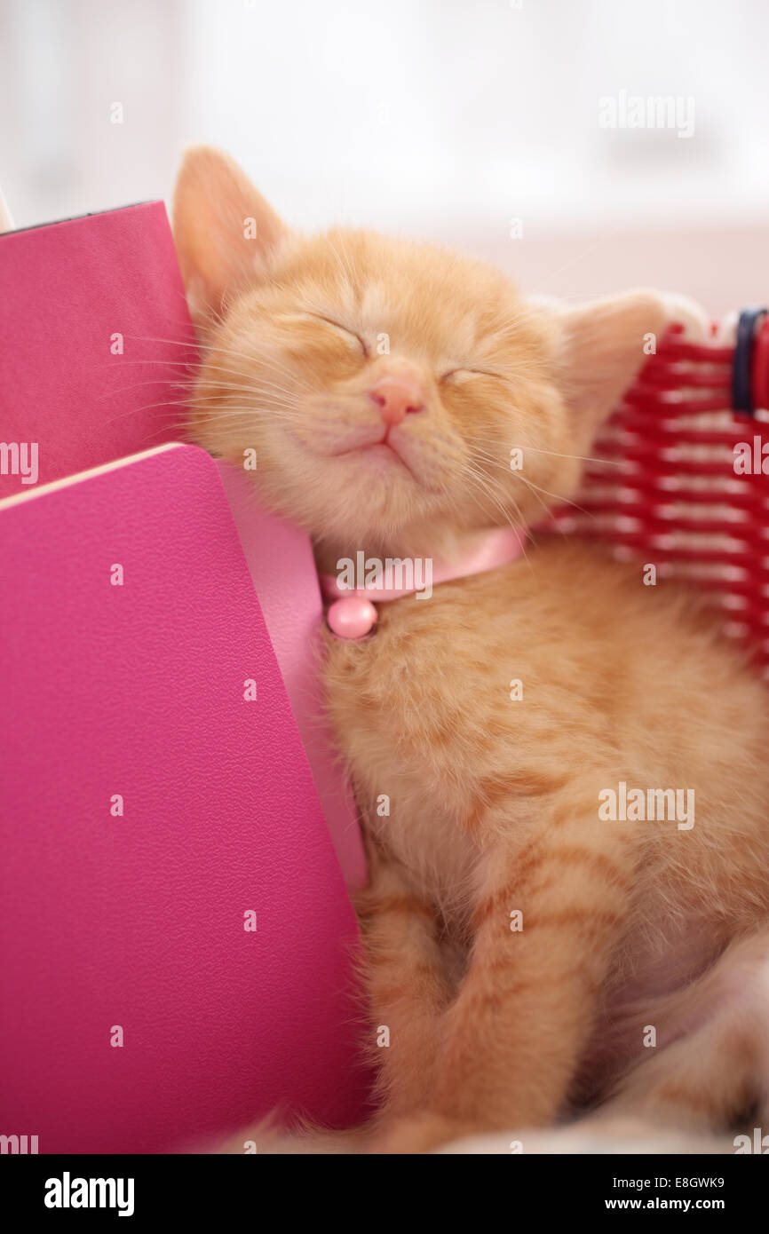 Good kitten hi-res stock photography and images - Alamy