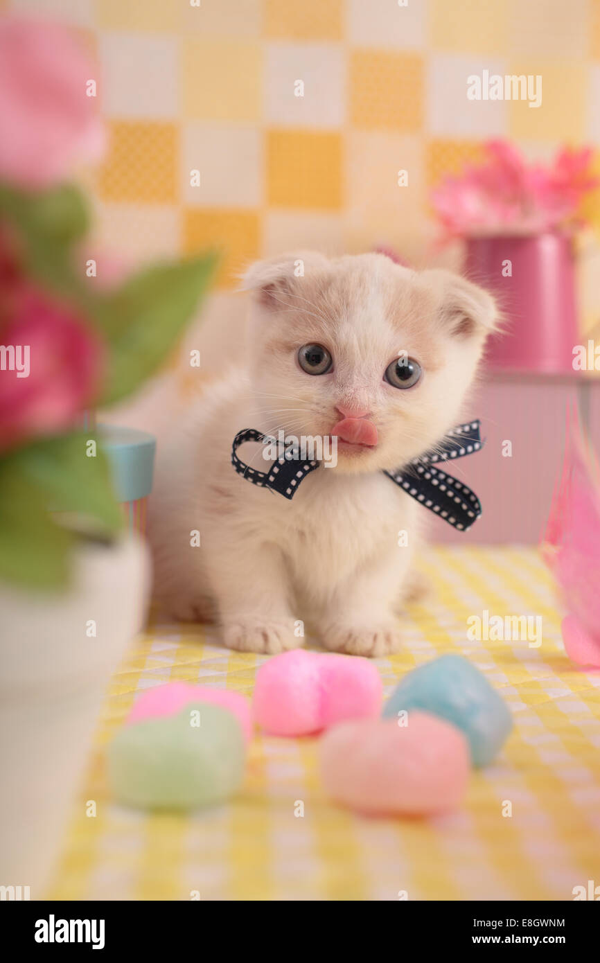 Salivating animal hi-res stock photography and images - Alamy
