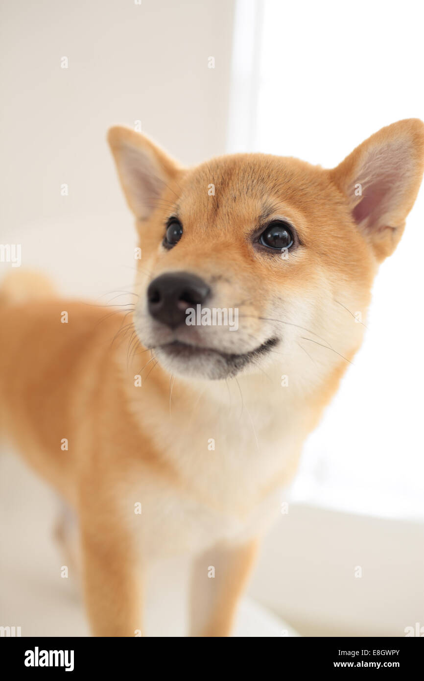 Shiba inu smile hi-res stock photography and images - Alamy