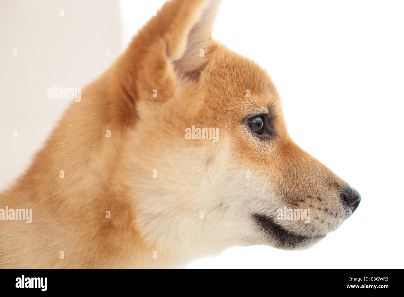 Shiba side profile hi-res stock photography and images - Alamy