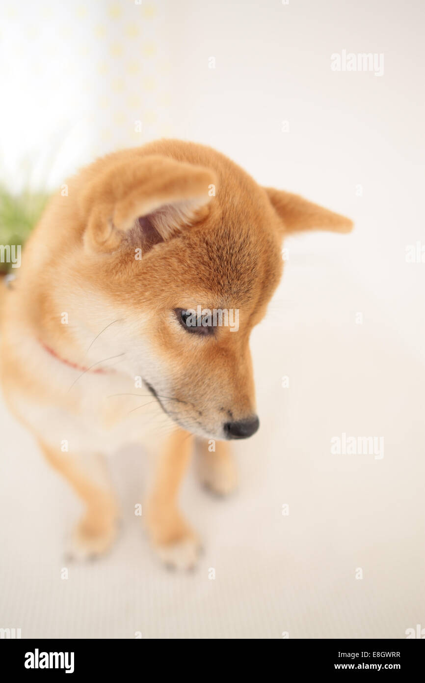 Shiba side profile hi-res stock photography and images - Alamy