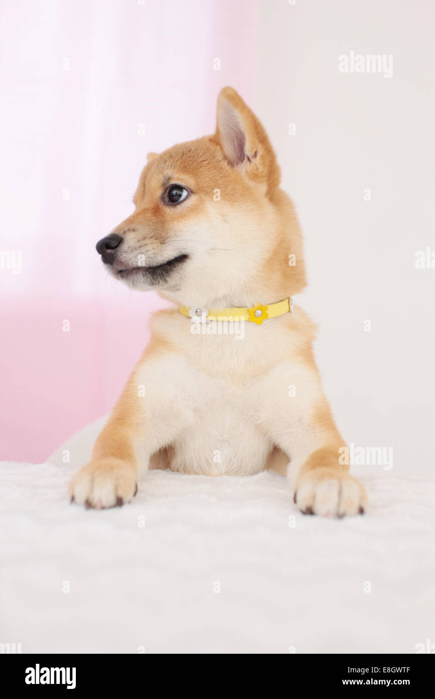 Shiba side profile hi-res stock photography and images - Alamy