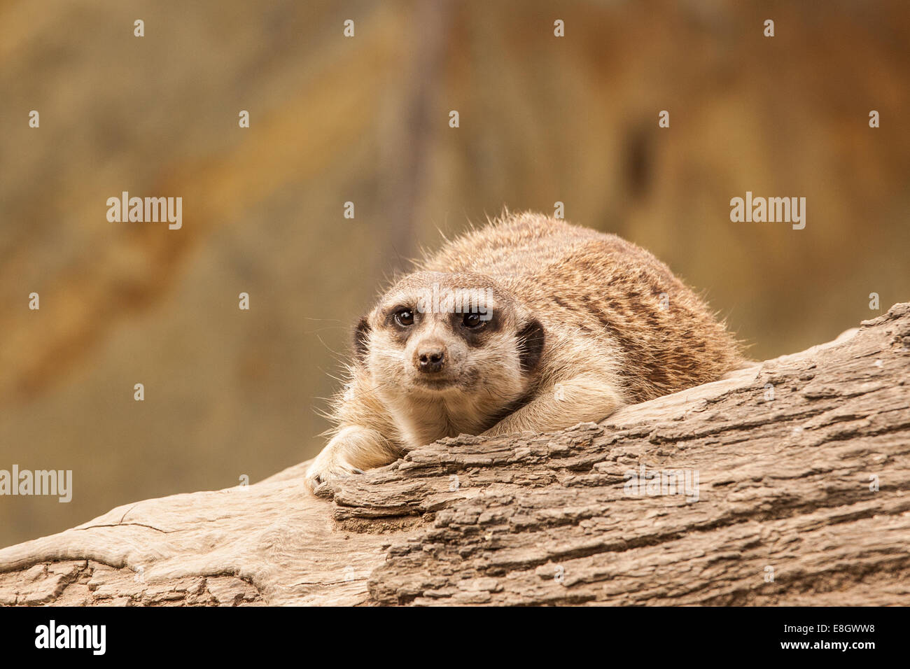 One suricate hi-res stock photography and images - Alamy