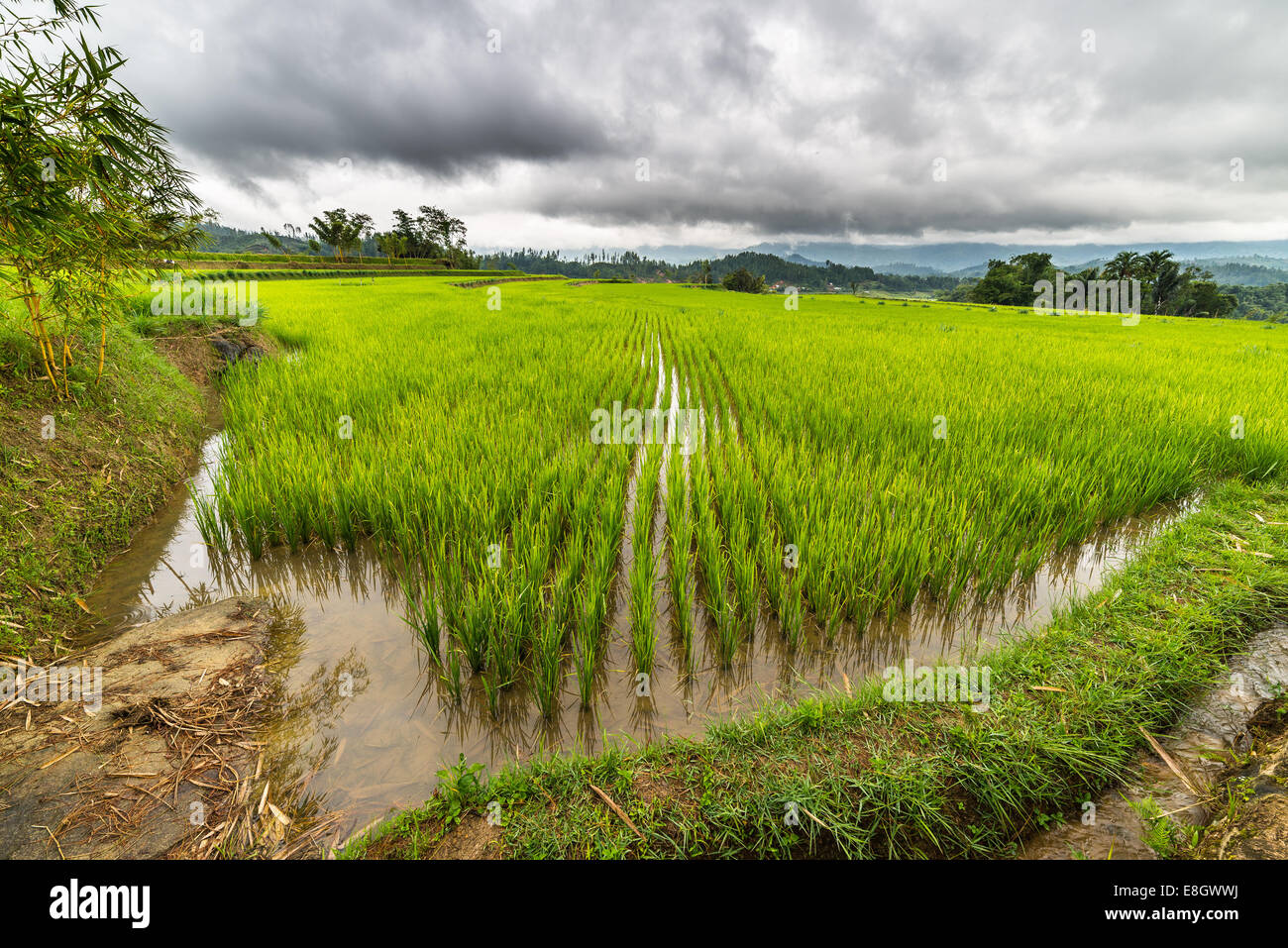 Stunning landscape and bright rice fields in the remote Mamasa region ...