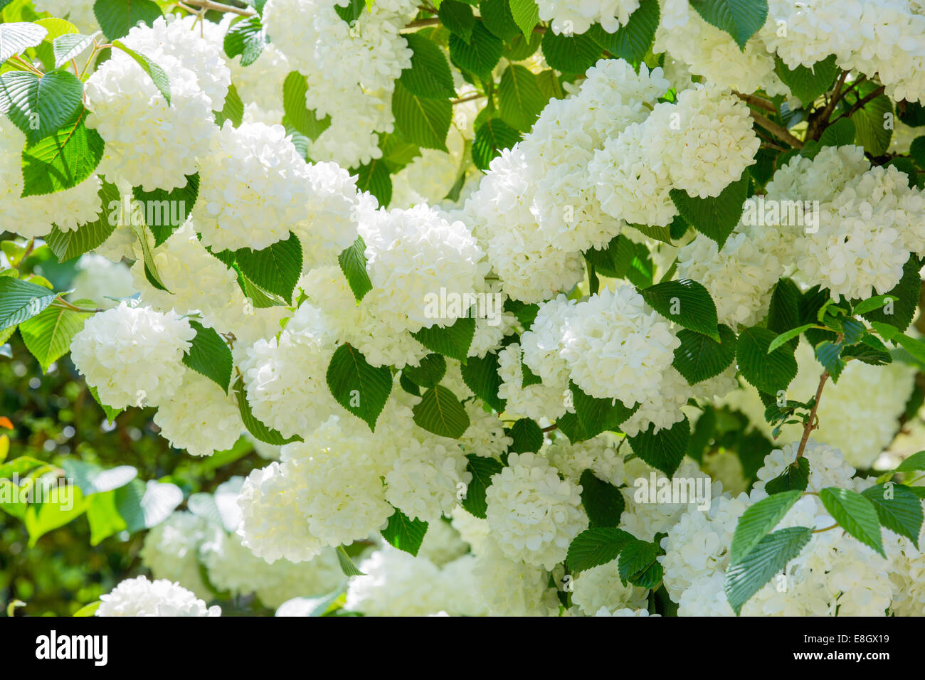 Japanese snowball tree hi-res stock photography and images - Alamy