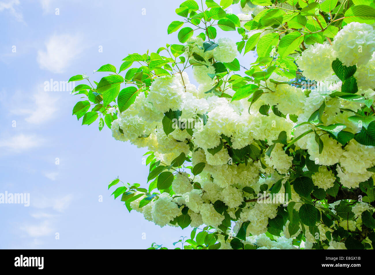 Japanese snowball tree hi-res stock photography and images - Alamy