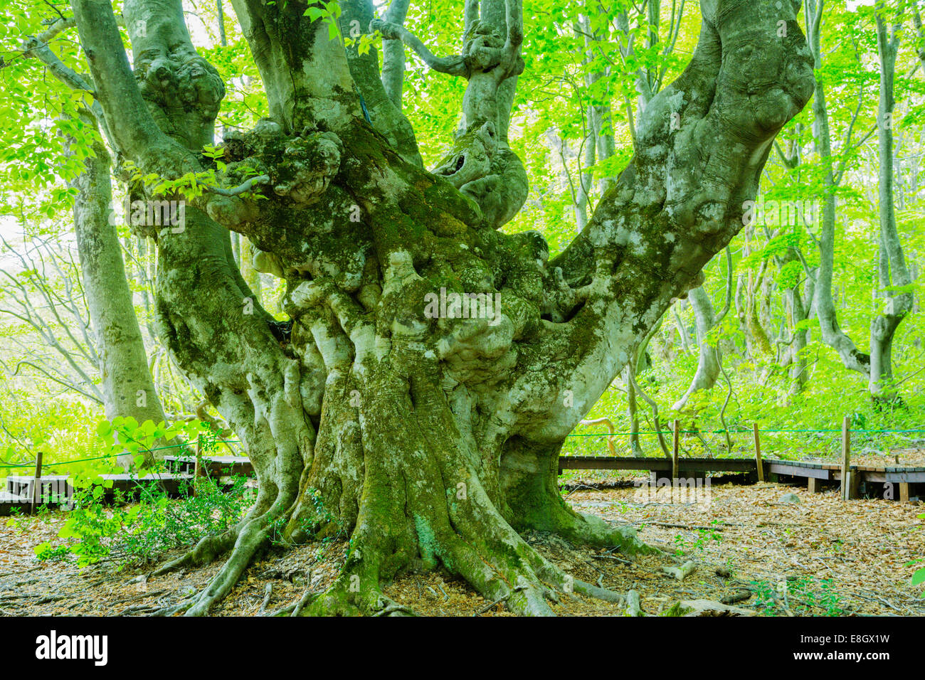 Akita Prefecture, Japan Stock Photo - Alamy