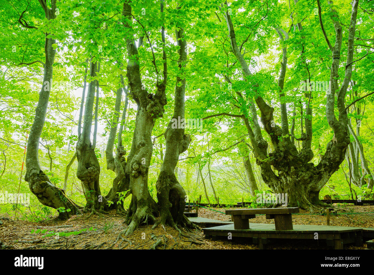 Akita Prefecture, Japan Stock Photo - Alamy