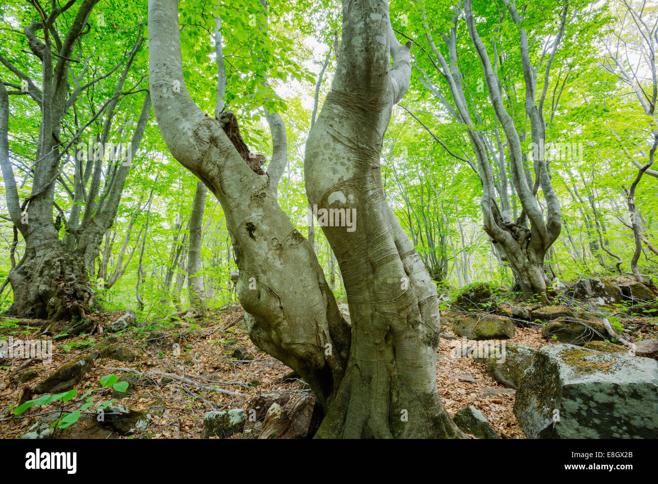 Akita Prefecture, Japan Stock Photo - Alamy
