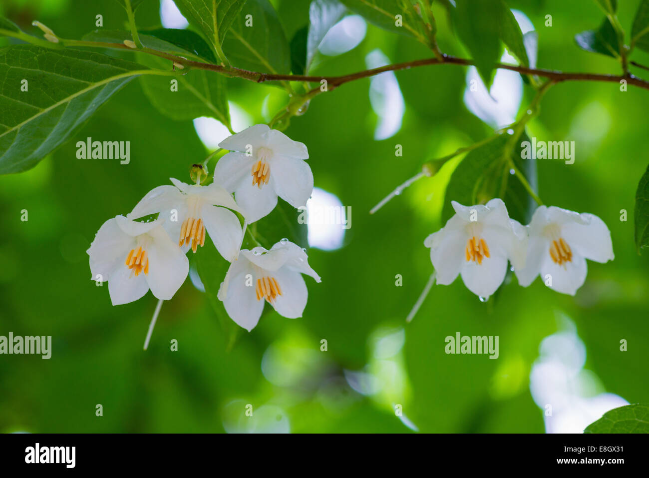 Styracaceae hi-res stock photography and images - Alamy
