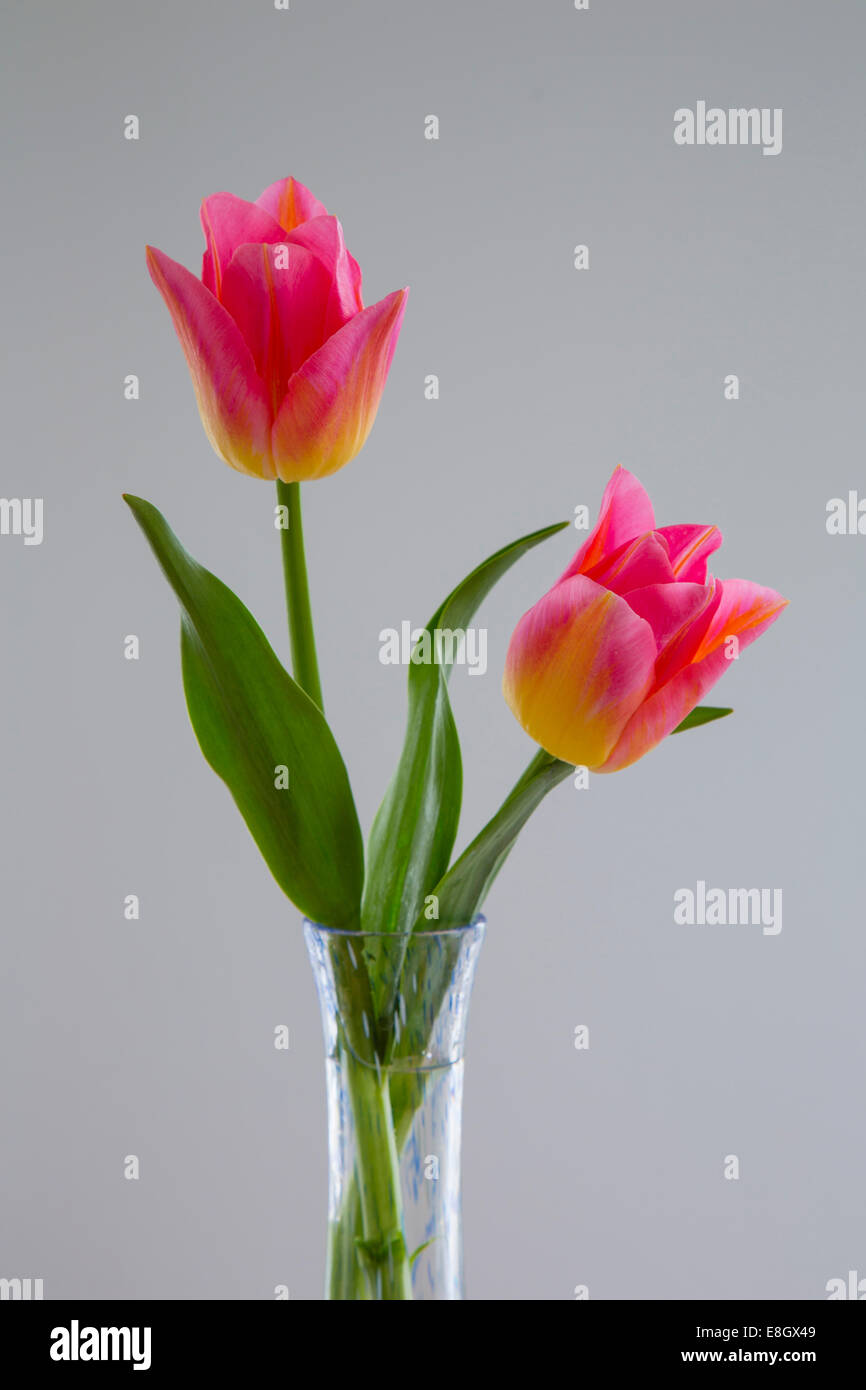 Two cut pink tulips hi-res stock photography and images - Alamy