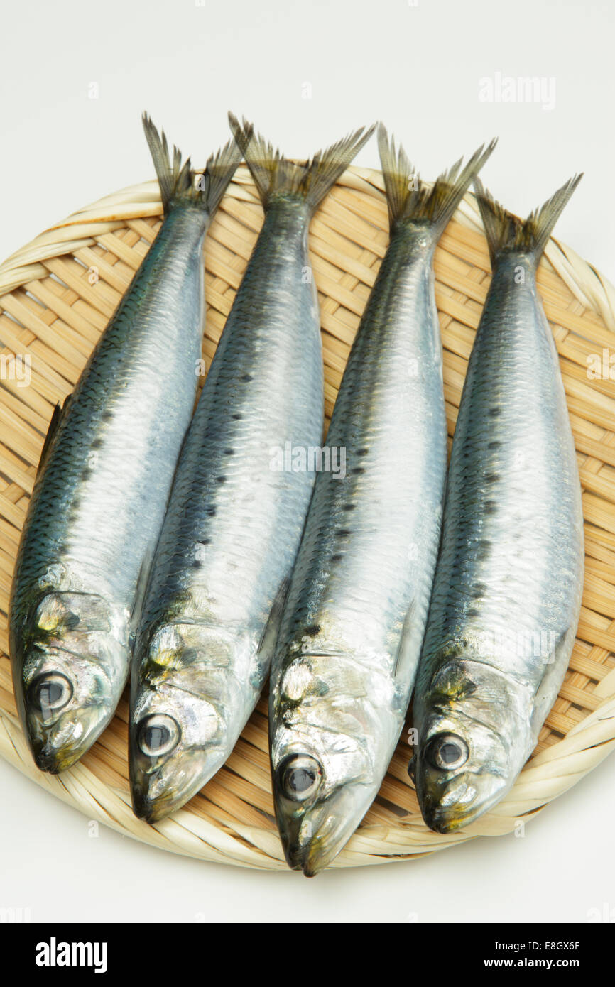 Pilchard fish head sardine hi-res stock photography and images - Alamy