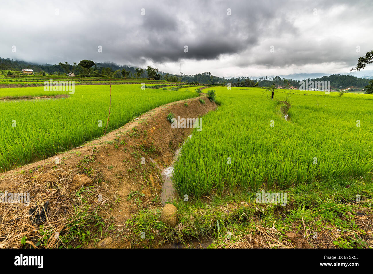 Stunning landscape and bright rice fields in the remote Mamasa region ...