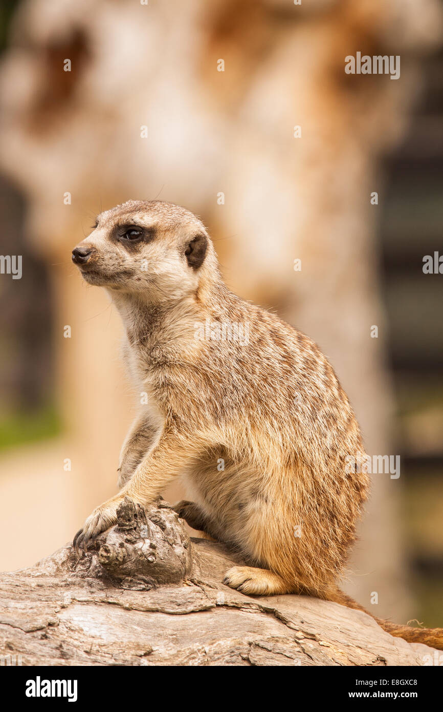 One suricate hi-res stock photography and images - Alamy