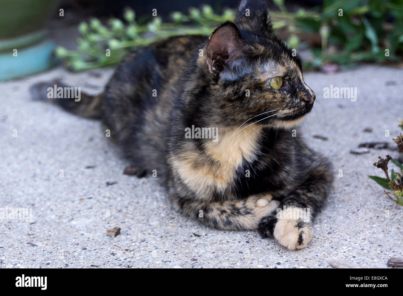 Cat relaxes on concrete slab in northern Illinois Stock Photo - Alamy