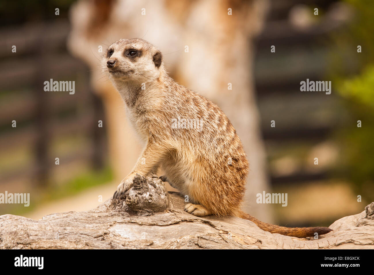 One suricate hi-res stock photography and images - Alamy