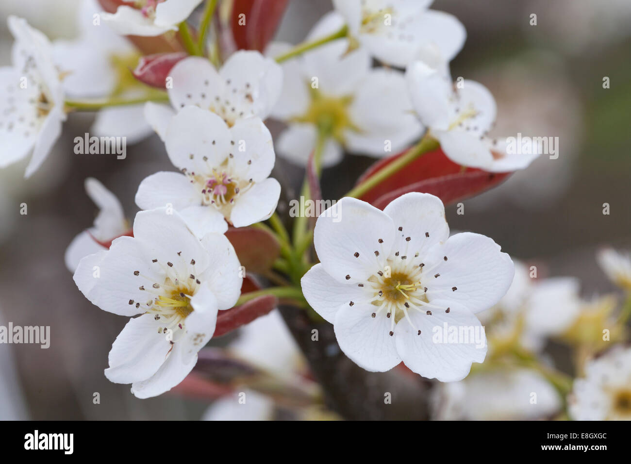 Nashi flower hi-res stock photography and images - Alamy