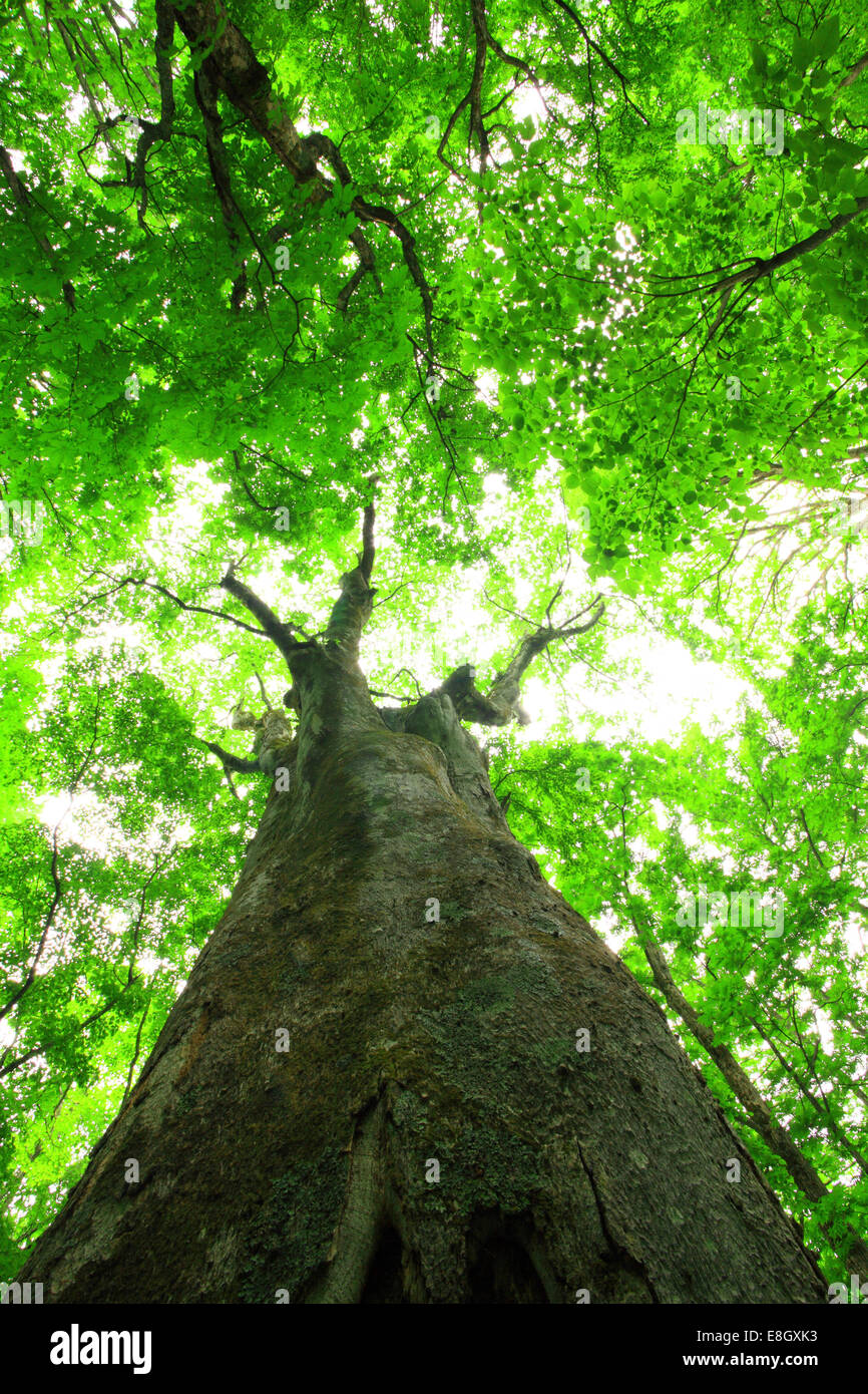 Green silhouette leaf side view hi-res stock photography and images - Alamy