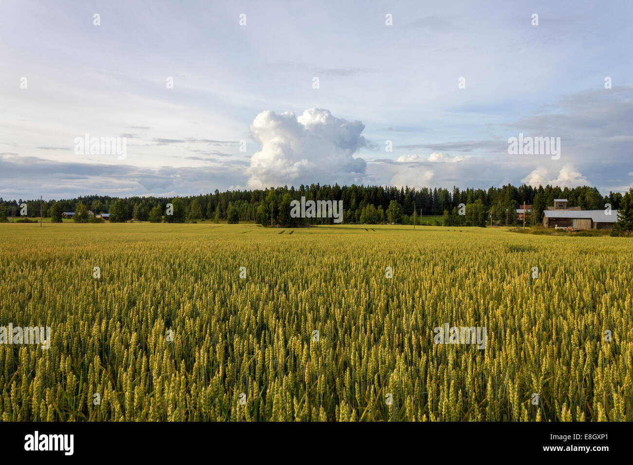 Finland agriculture hi-res stock photography and images - Alamy