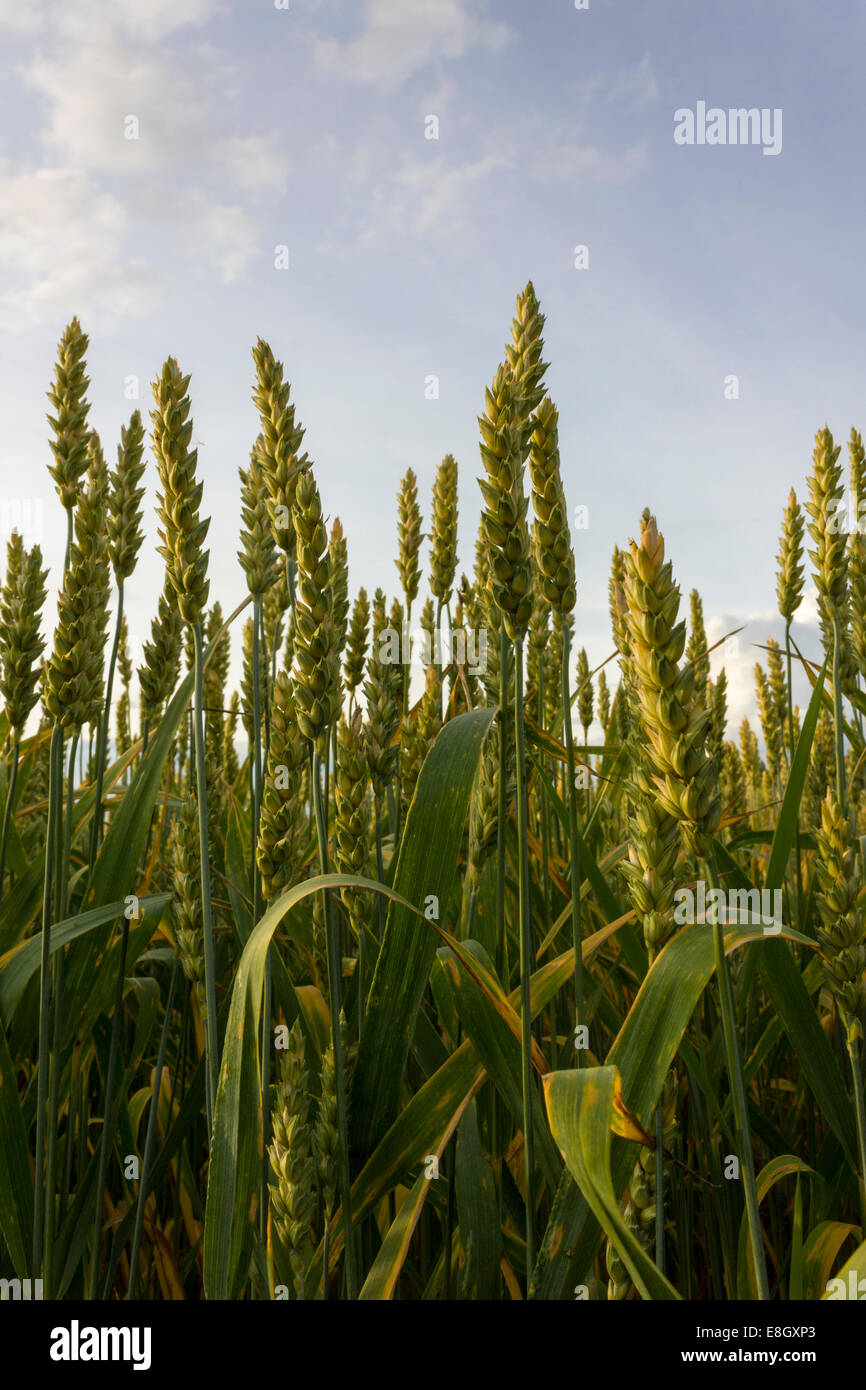 Agriculture finland hi-res stock photography and images - Alamy