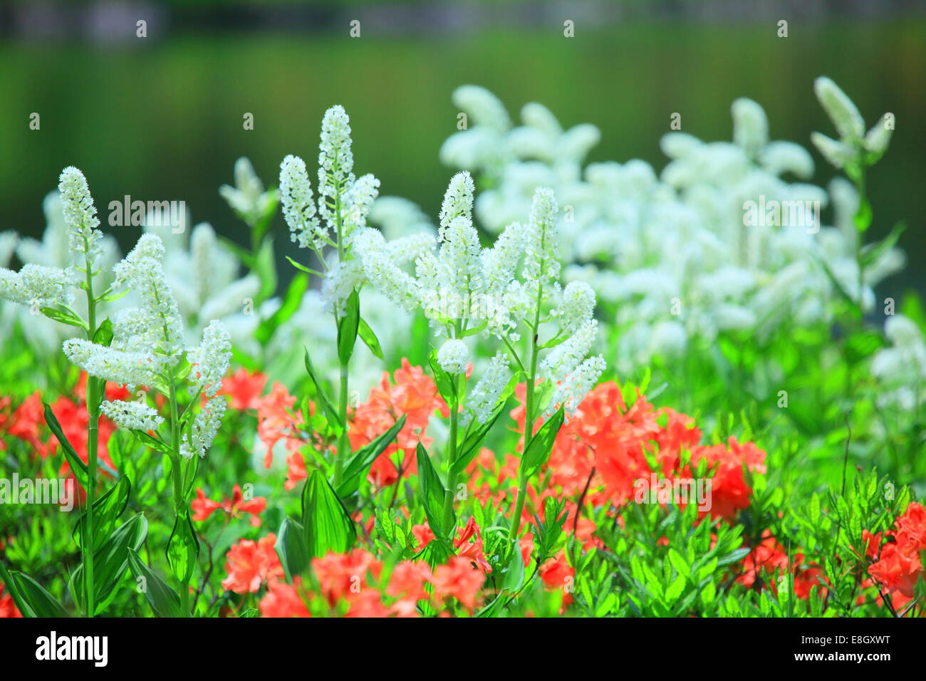 Native plants of japan hi-res stock photography and images - Alamy