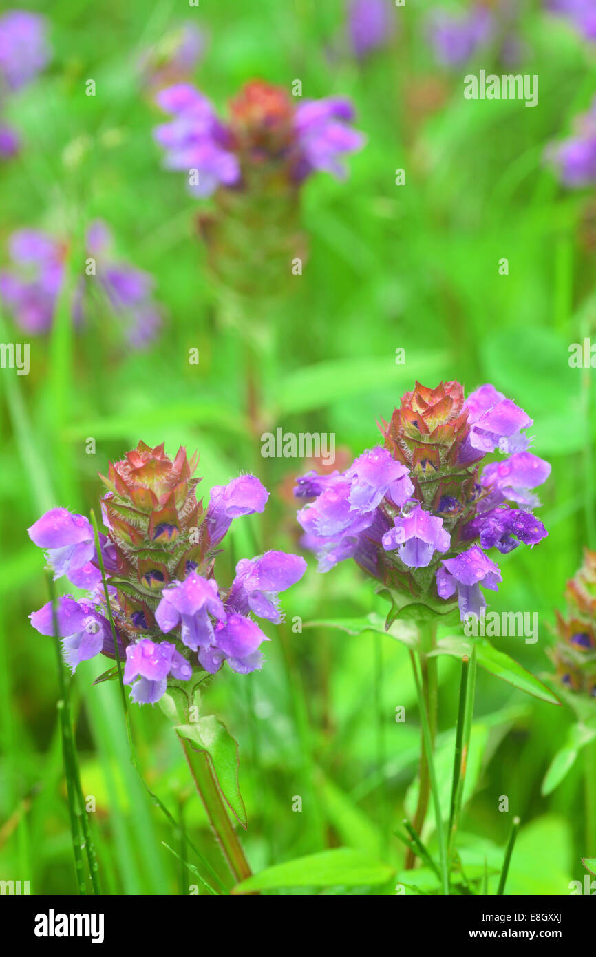 Self heal leaf hi-res stock photography and images - Alamy