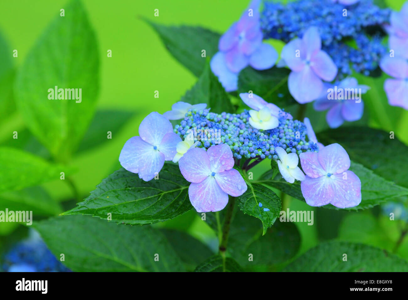 Northeast hydrangea hi-res stock photography and images - Alamy