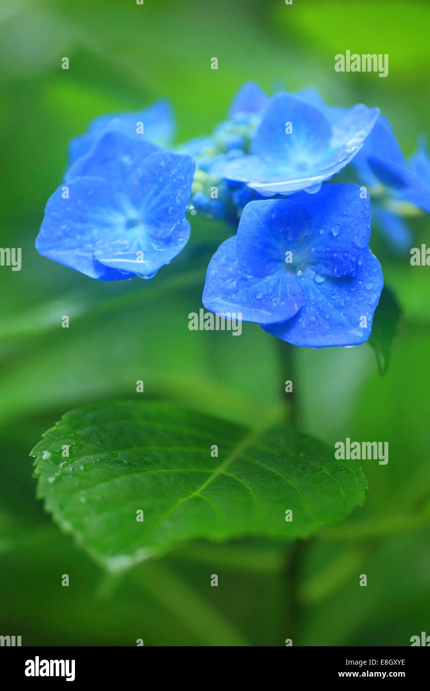 Northeast hydrangea hi-res stock photography and images - Alamy