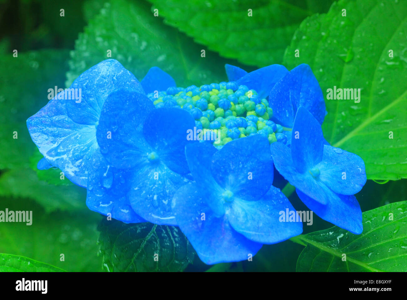 Northeast hydrangea hi-res stock photography and images - Alamy
