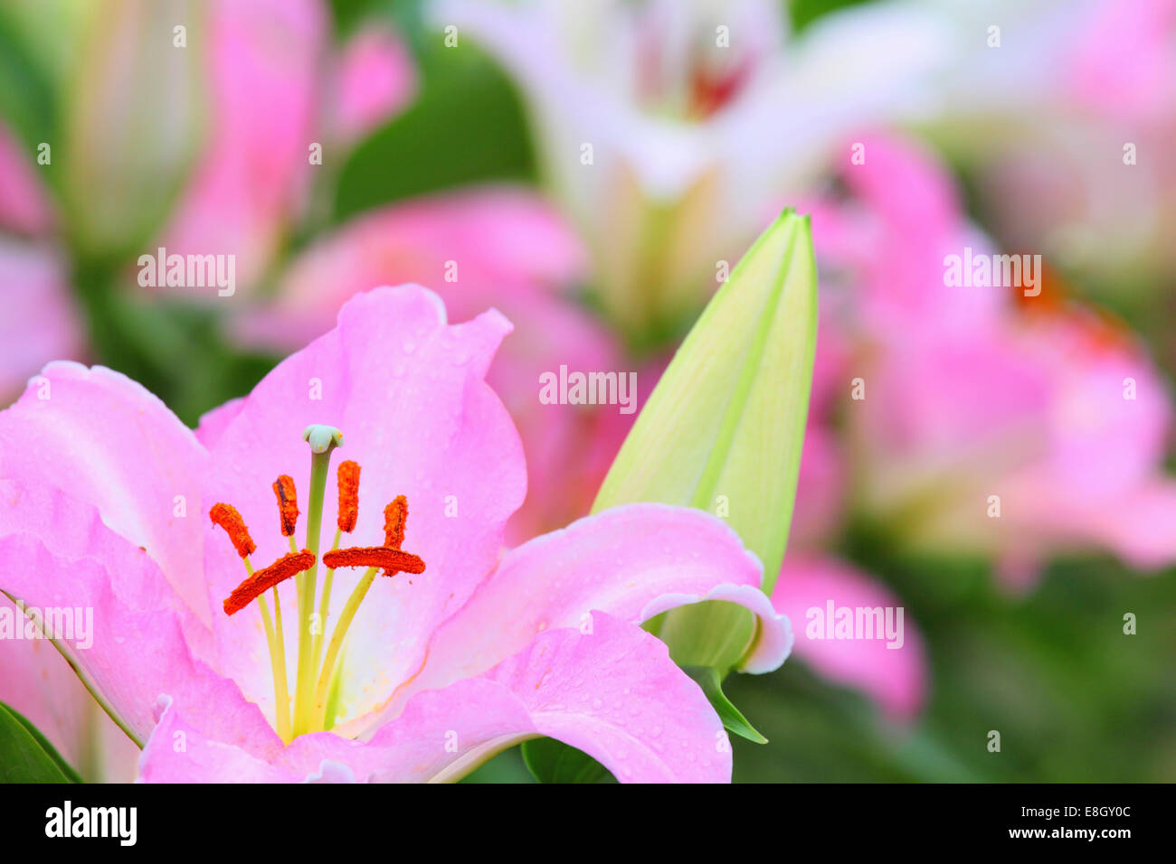 Side view red lily hi-res stock photography and images - Alamy