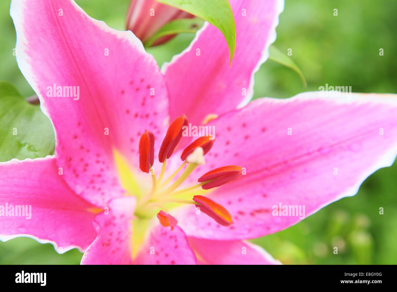 Side view red lily hi-res stock photography and images - Alamy