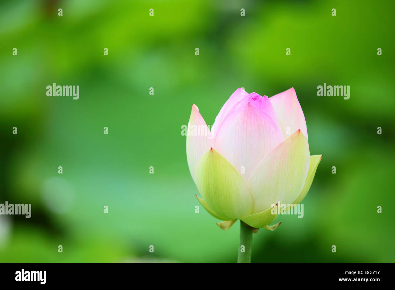 Lotus bud shape hi-res stock photography and images - Alamy