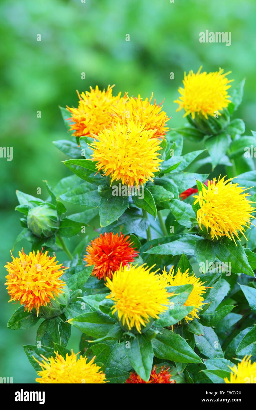 Safflower orange hi-res stock photography and images - Alamy