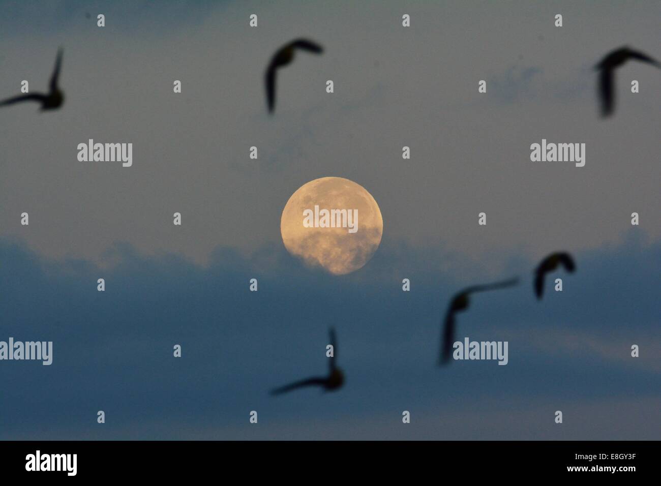 Full Moon And Bird Herd Stock Photo - Alamy