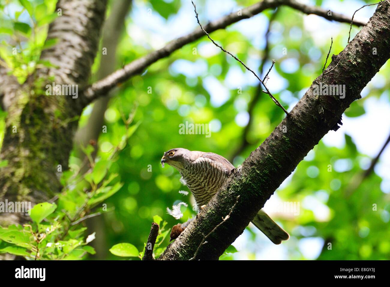 Japanese sparrowhawk hi-res stock photography and images - Alamy