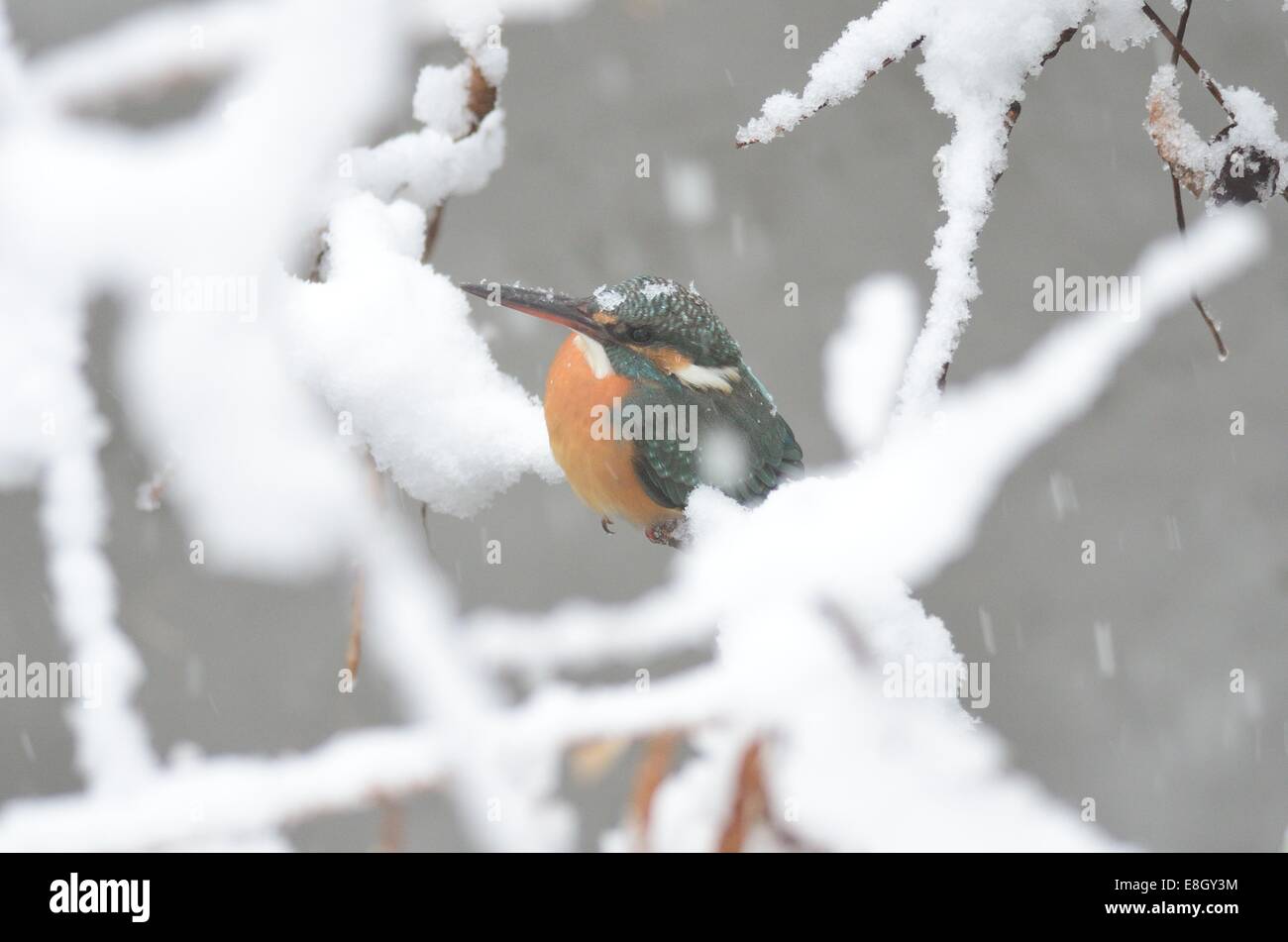 Kingfisher january hi-res stock photography and images - Alamy