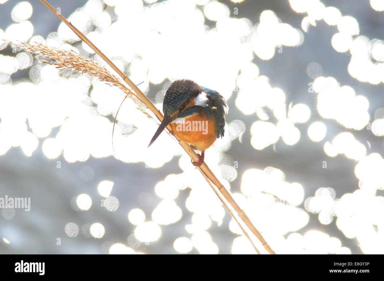Kingfisher january hi-res stock photography and images - Alamy