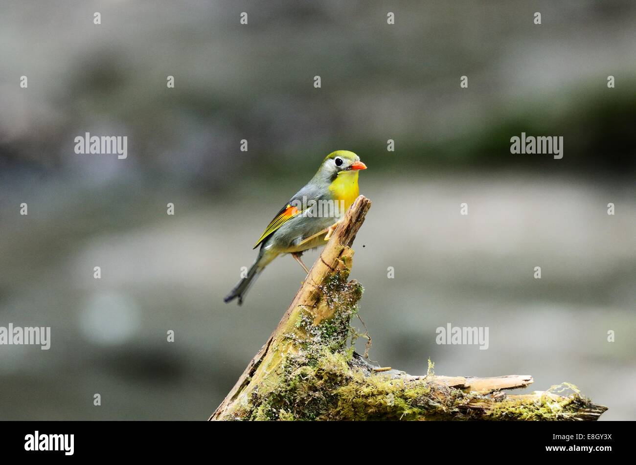 The yellow nightingale hi-res stock photography and images - Alamy