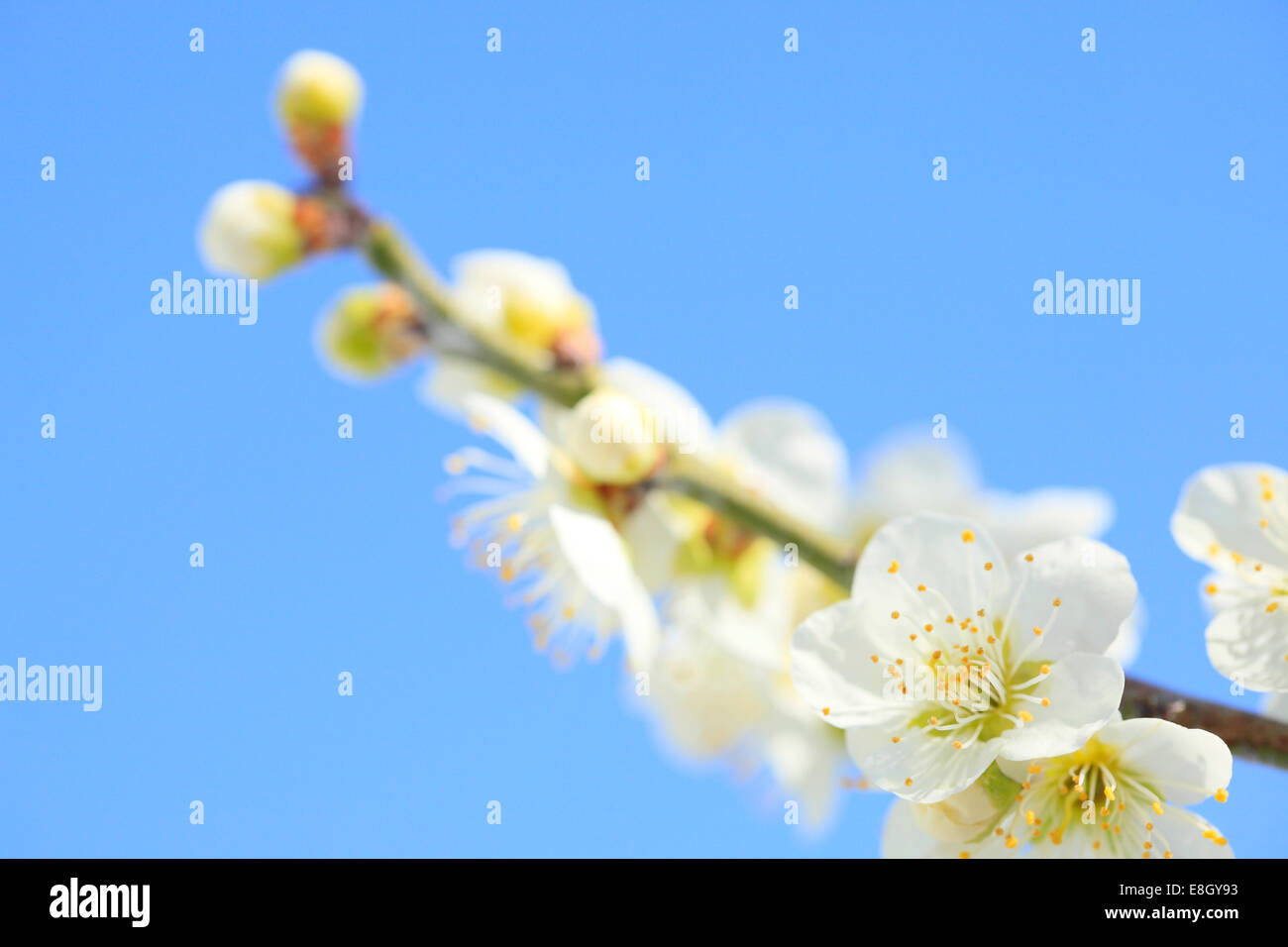 Beautiful spring plum tree blossoms Cut Out Stock Images & Pictures - Alamy