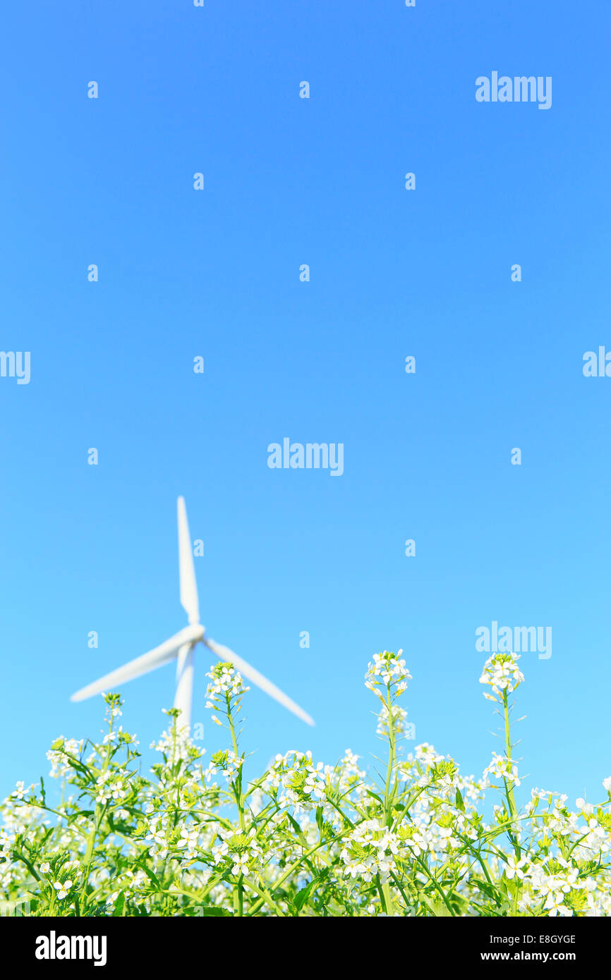 Flower Field And Wind Turbine Stock Photo - Alamy