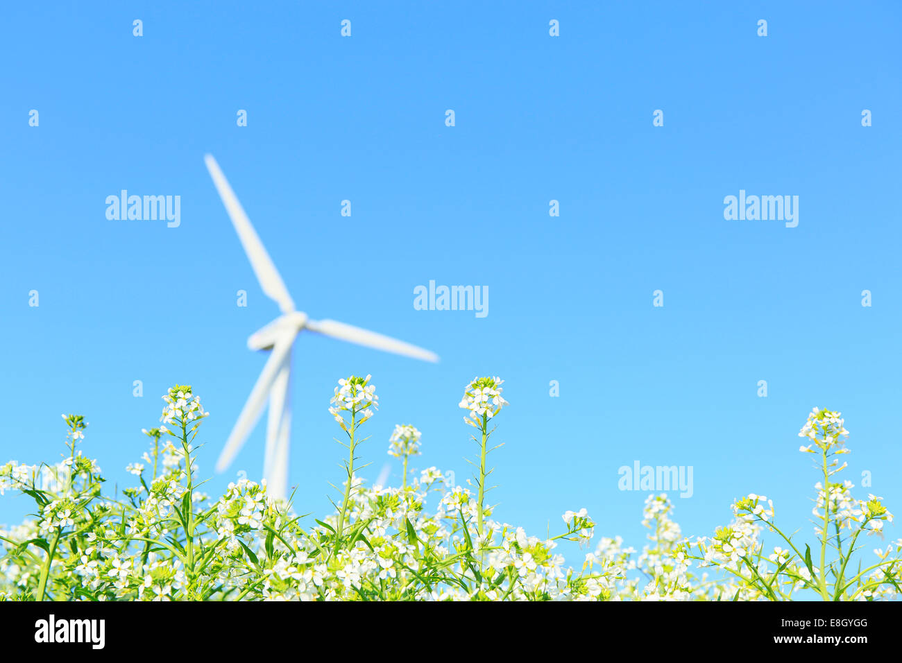 Flower Field And Wind Turbine Stock Photo - Alamy