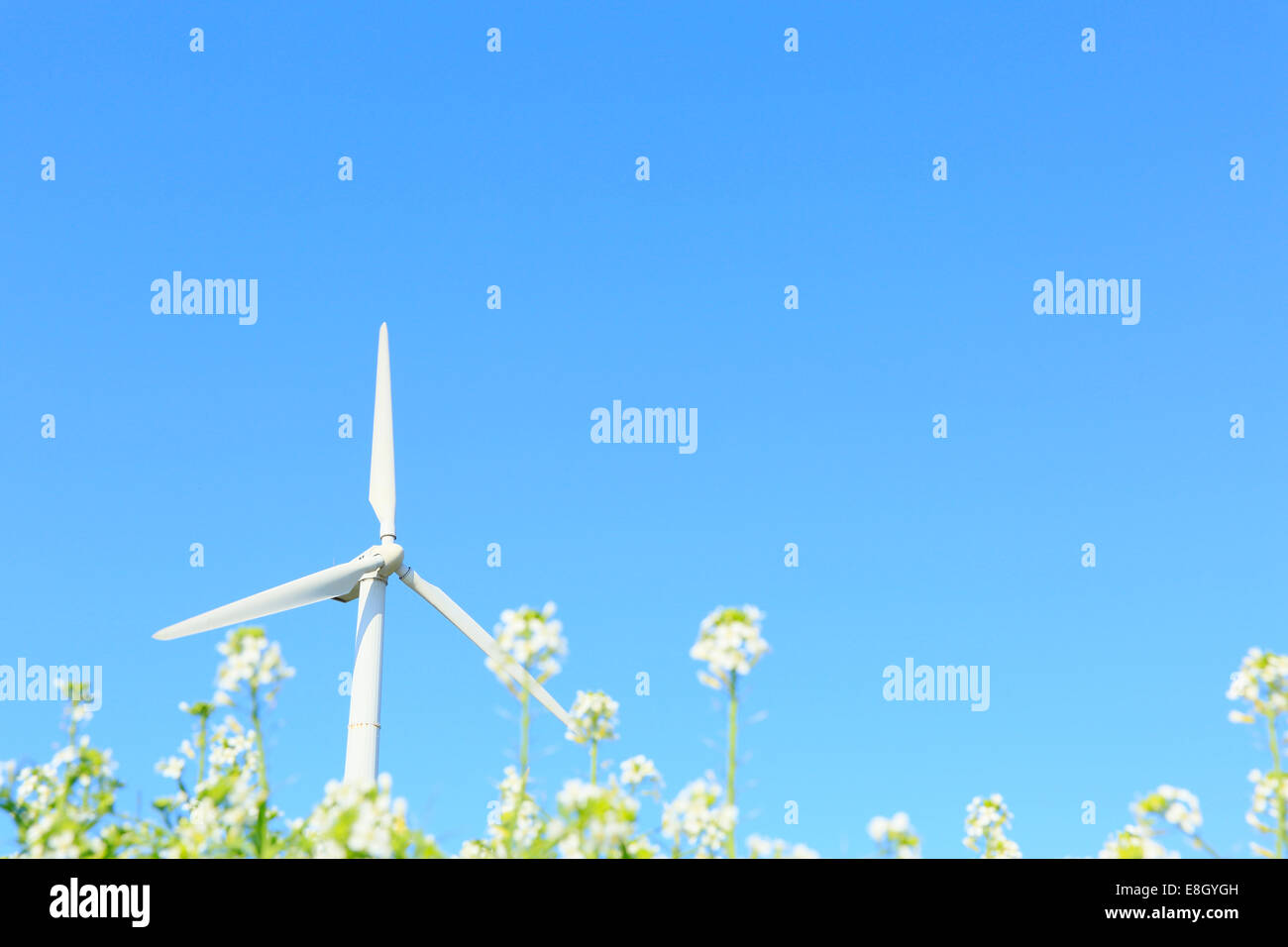 Flower Field And Wind Turbine Stock Photo - Alamy